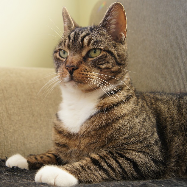 GitHub - sherpa-code/CatCount: CatCount - A frontend project that ...