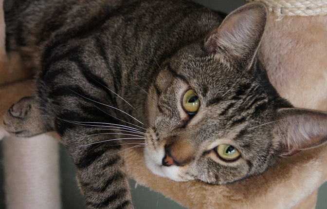 GitHub - sherpa-code/CatCount: CatCount - A frontend project that ...